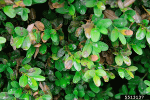 Sanitation practices for boxwood blight - Lee Pub Newspapers